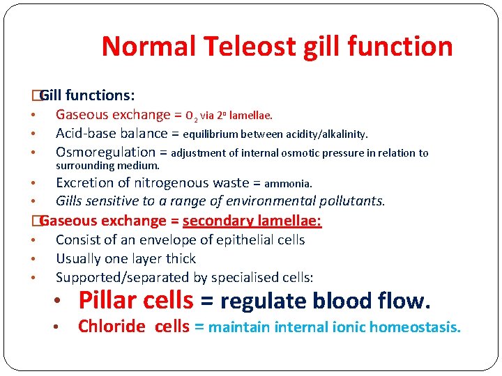 GILLS Histology Normal Teleost gill form anatomy Branchia