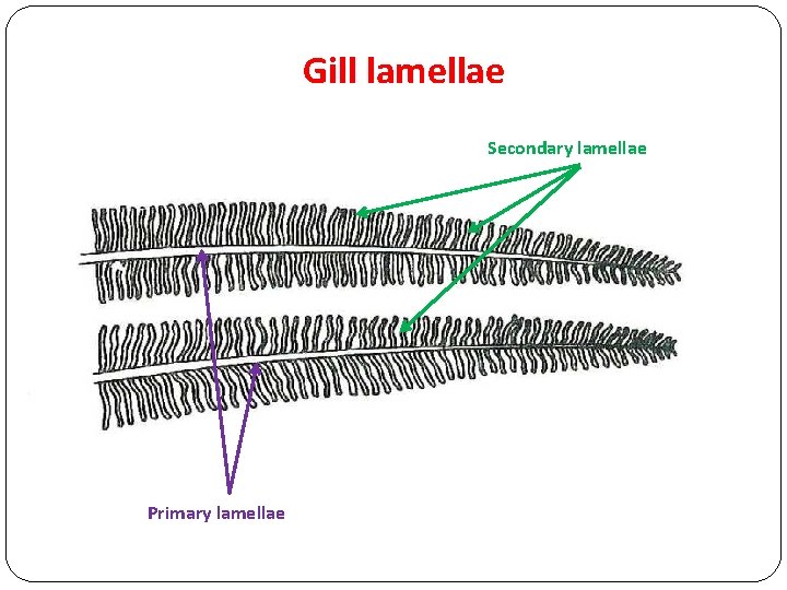GILLS Histology Normal Teleost gill form anatomy Branchia