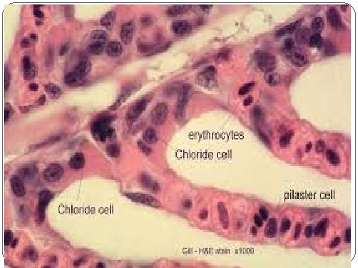 GILLS Histology Normal Teleost gill form anatomy Branchia