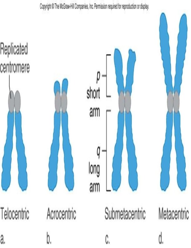 WELCO ME Karyotyping Chromosome Banding and Chromosome Painting
