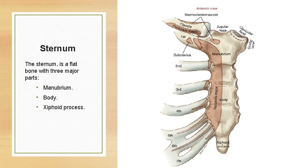 Thoracic Surgery Dr Yusuf Shieba Elhamd Cardiothoracic Surgery