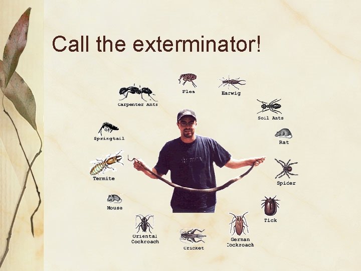 Unit 2 Plants for Food and Fibre POS