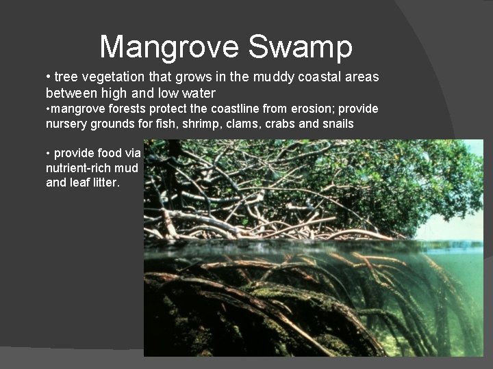 AQUATIC ECOSYSTEMS Wetlands contain fresh water for part