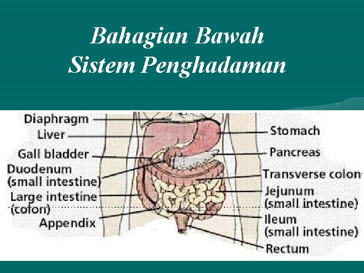 SISTEM PENGHADAMAN MANUSIA DISEDIAKAN OLEH ABDUL LATIF BIN