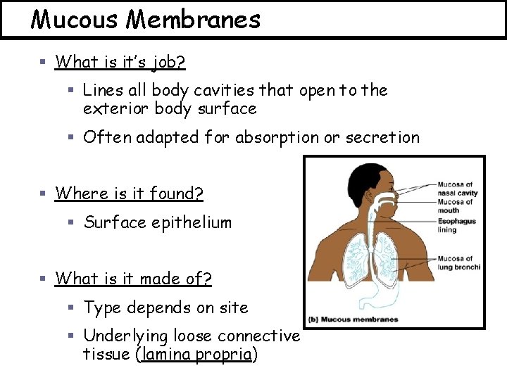 Skin and Body Membranes Anatomy and Physiology Chapter