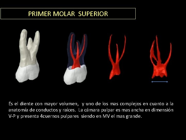 Rootcanalanatomy blogspot com PRIMER MOLAR SUPERIOR Es el