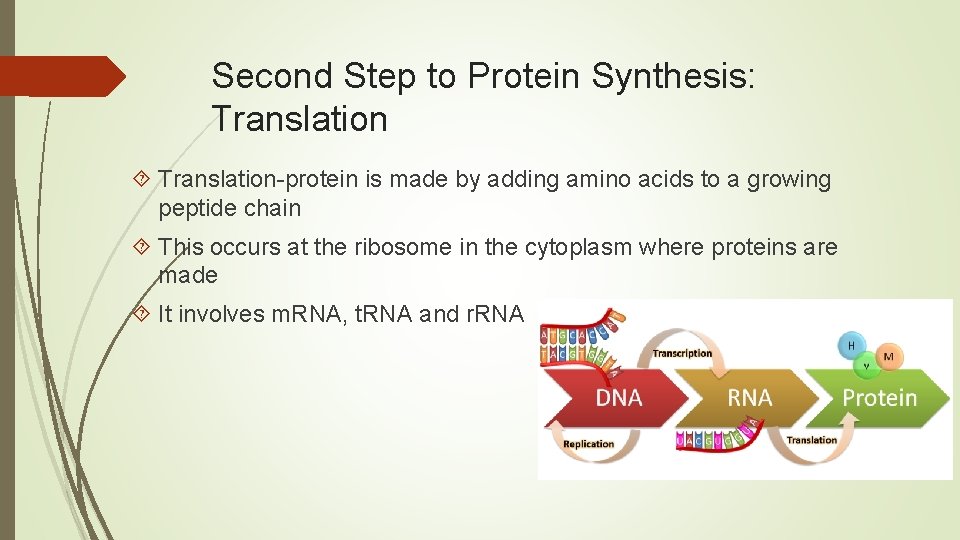 Protein Synthesis Why Are Proteins Important Your body