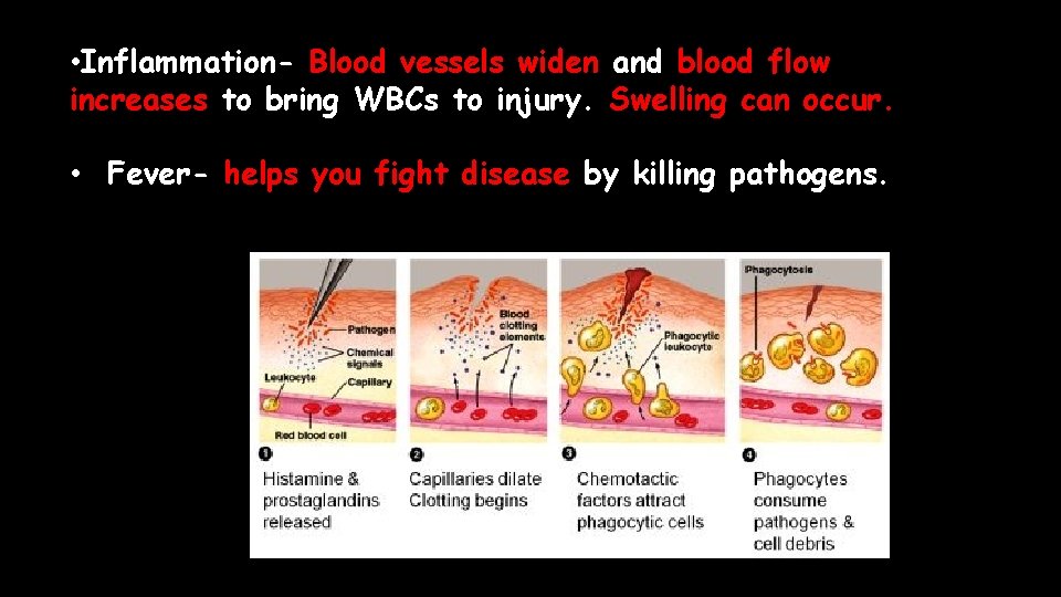Functions of the Immune System Protect your body