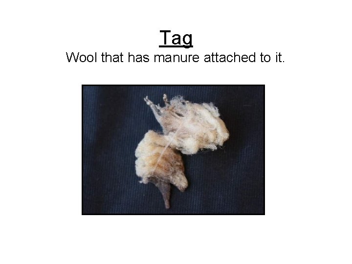 An introduction to wool judging By Susan Schoenian