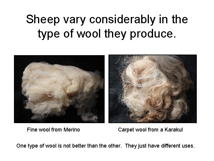 An introduction to wool judging By Susan Schoenian