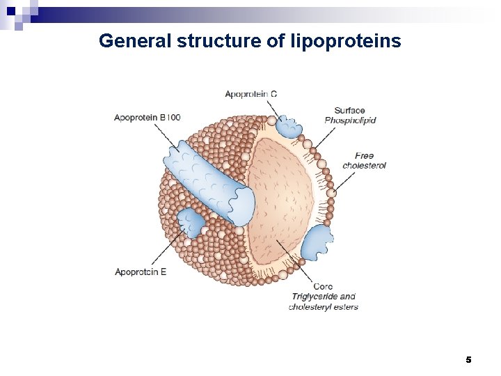 An Introduction to Lipid Metabolism and Dyslipidemia Hengameh