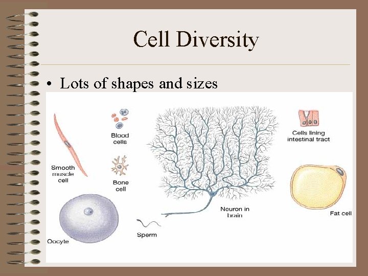 Chapter 3 Cells Cell Theory Term cell was