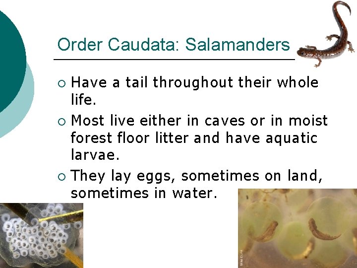 Amphibians the First Terrestrial Vertebrates The Two Orders