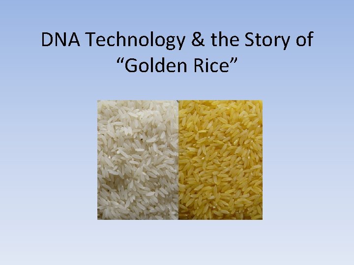 DNA Technology the Story of Golden Rice Malnutrition