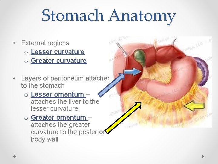 The Digestive System Digestion o Breakdown of ingested