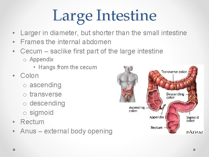 The Digestive System Digestion o Breakdown of ingested