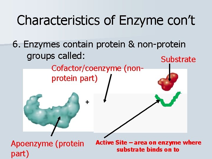 Enzymes and Metabolism Metabolism n The sum of