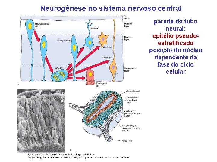 Embriologia Humana Aula 3 neurulao o neuroectoderme forma