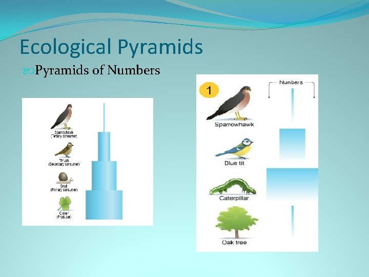 Grade 12 Biology Ecology Conservation of Biodiversity Chapters