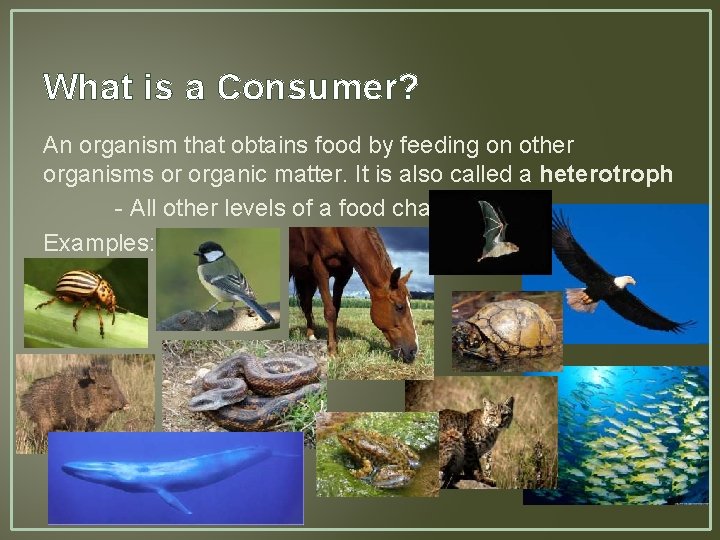 Ecological Relationships Ecological Relationships Population Dynamics ...