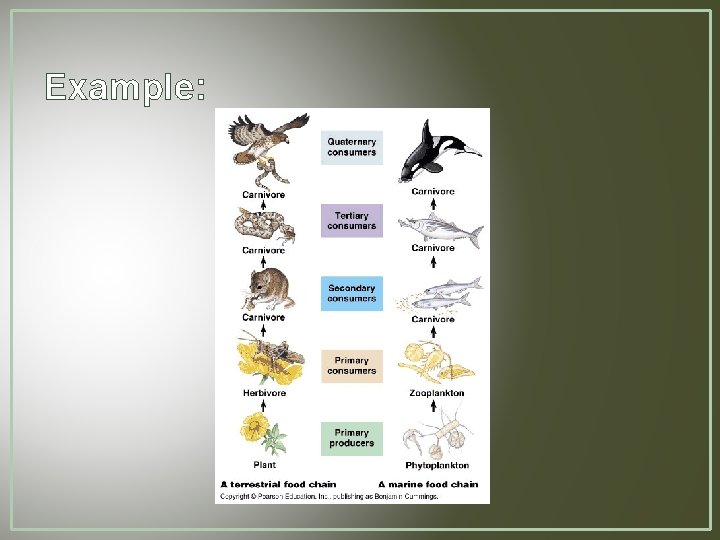 Ecological Relationships Ecological Relationships Population Dynamics ...