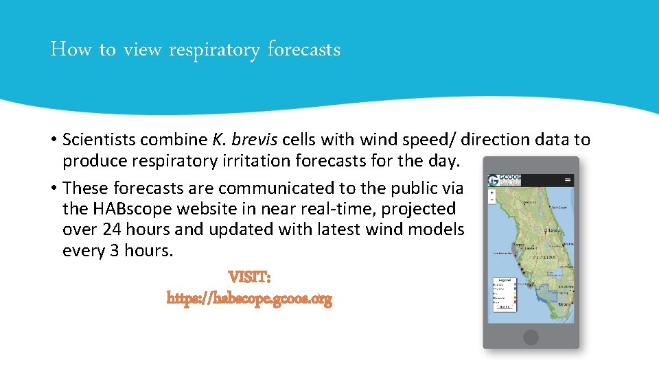 What is K Brevis red tide Red tide