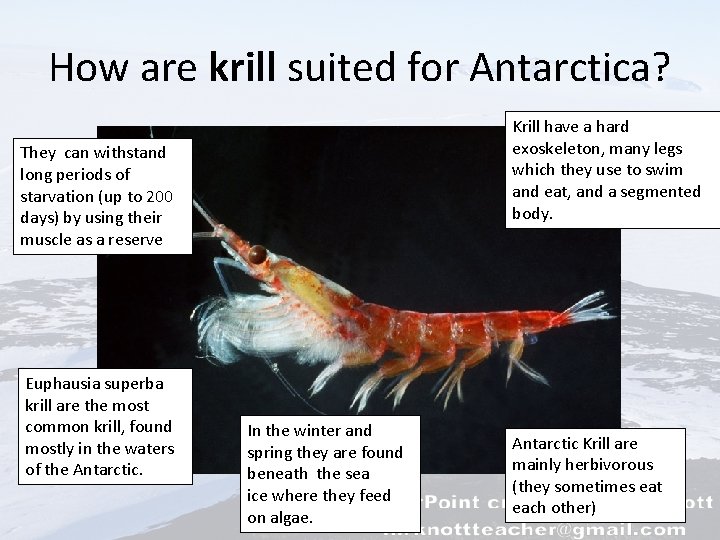 Antarctic Animals What characteristics do animals need to