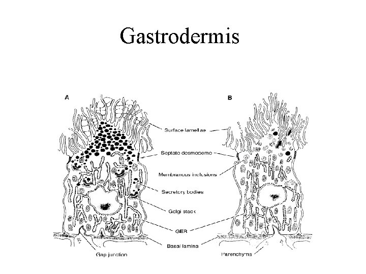 Trematodes Generalidades Platelmintos no segmentados Acelomados ...
