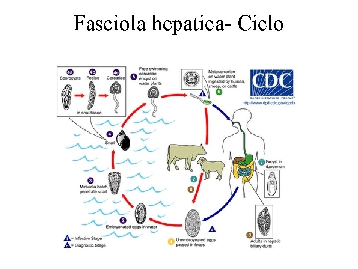Trematodes Generalidades Platelmintos no segmentados Acelomados ...