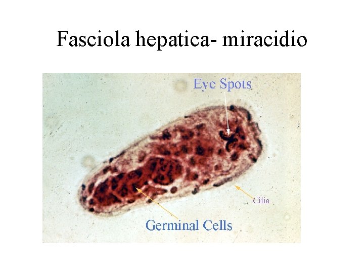 Trematodes Generalidades Platelmintos no segmentados Acelomados ...