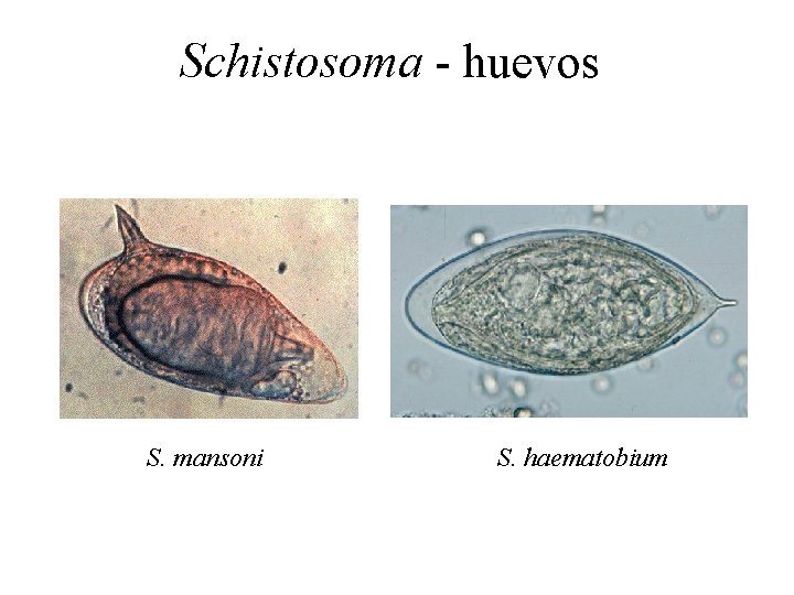 Trematodes Generalidades Platelmintos no segmentados Acelomados ...