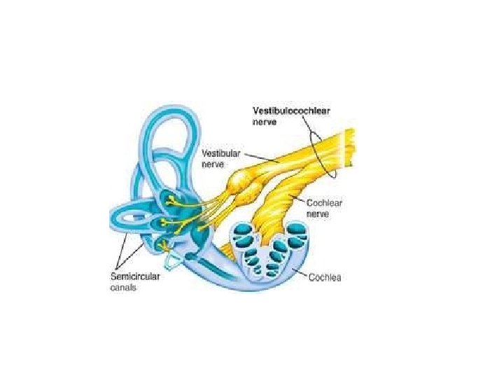 VESTIBULOCOCHLEAR NERVE AND AUDITORY PATHWAY VESTIBULOCOCHLEAR NERVE It
