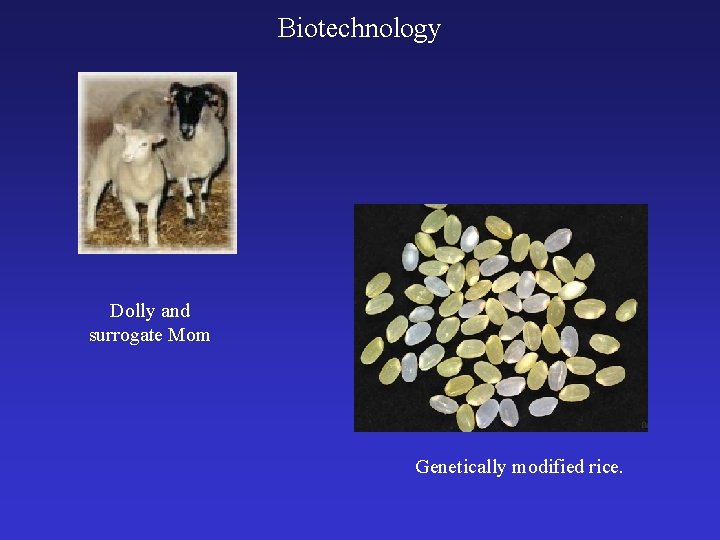 Biotechnology Dolly and surrogate Mom Genetically modified rice