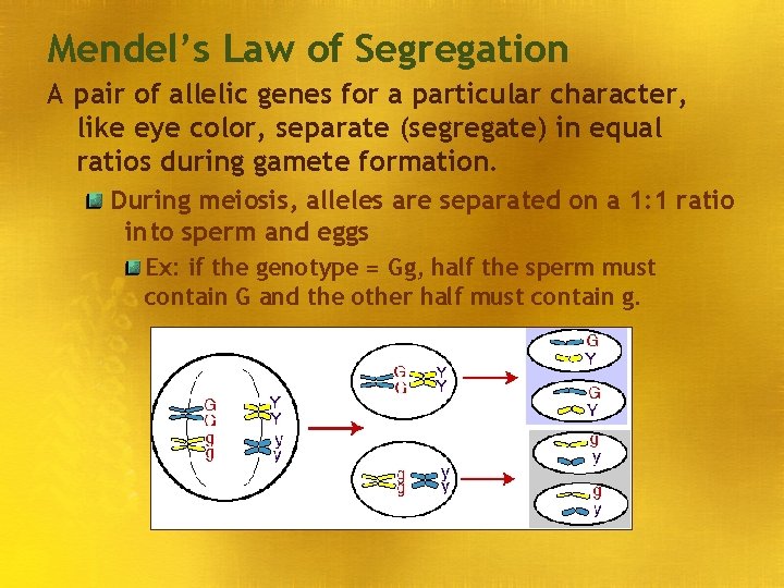 Theoretical Genetics Gregor Mendel Objectives 4 3 1