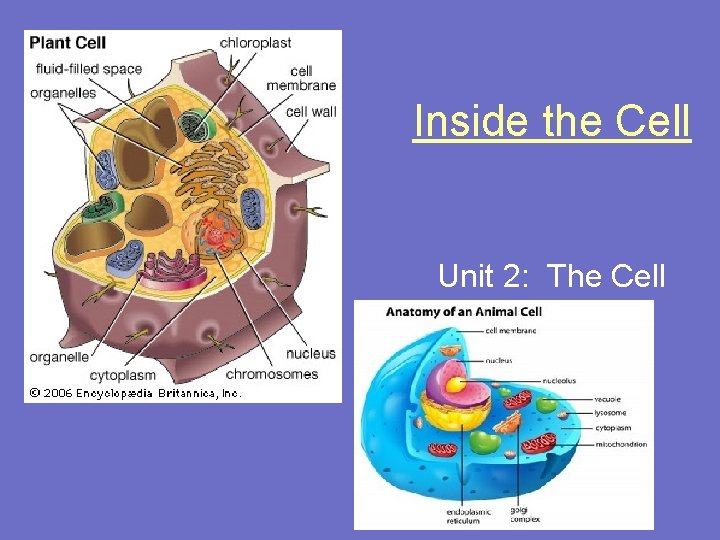 Inside the Cell Unit 2 The Cell EUKARYOTES