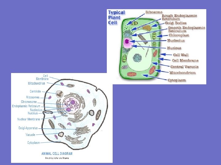 Inside the Cell Unit 2 The Cell EUKARYOTES
