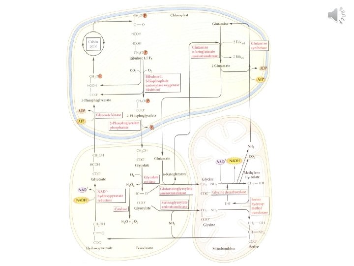 Glufosinate Glufosinate Also known as phosphinothricin Bayer Introduced