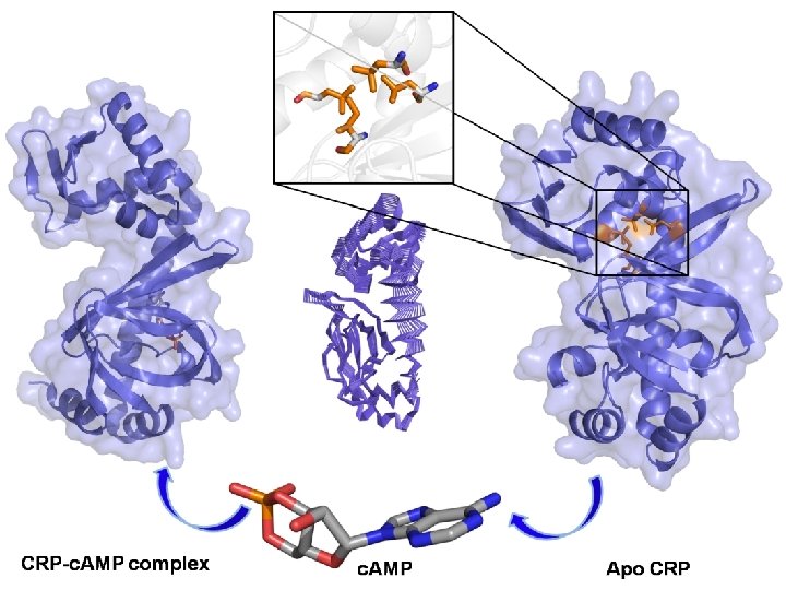 Mapping Conformational Transitions in the Cyclic AMP Receptor