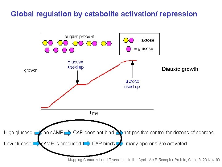 Mapping Conformational Transitions in the Cyclic AMP Receptor