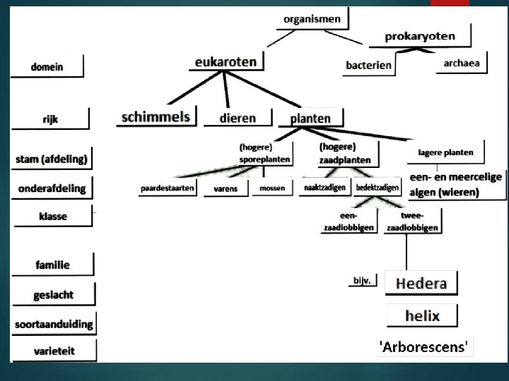 Natuurgidsencursus Midden Limburg Flora Overzicht Doelstelling Theorie ...