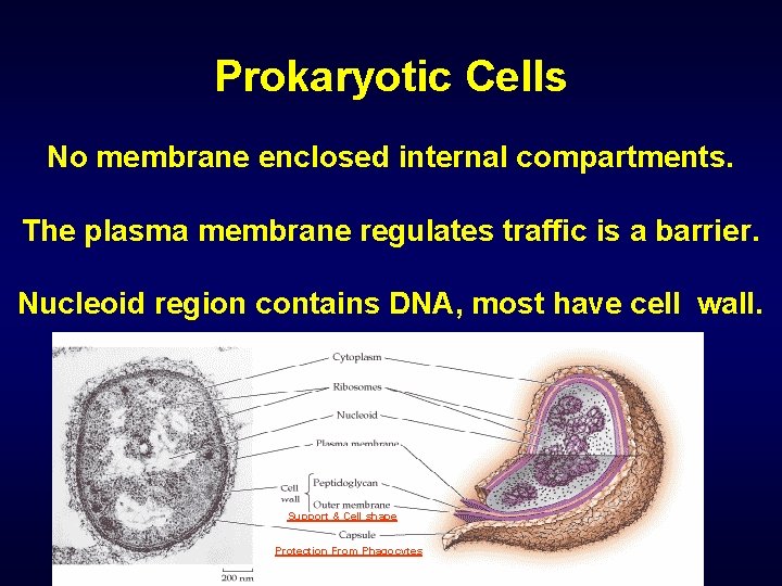 Introduction to Molecular Cell Biology Unit of Life