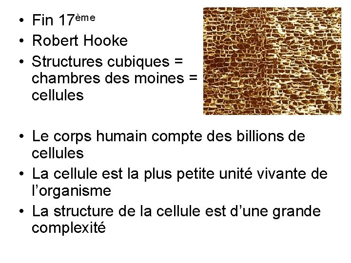Les cellules et les tissus Chapitre 3 Fin