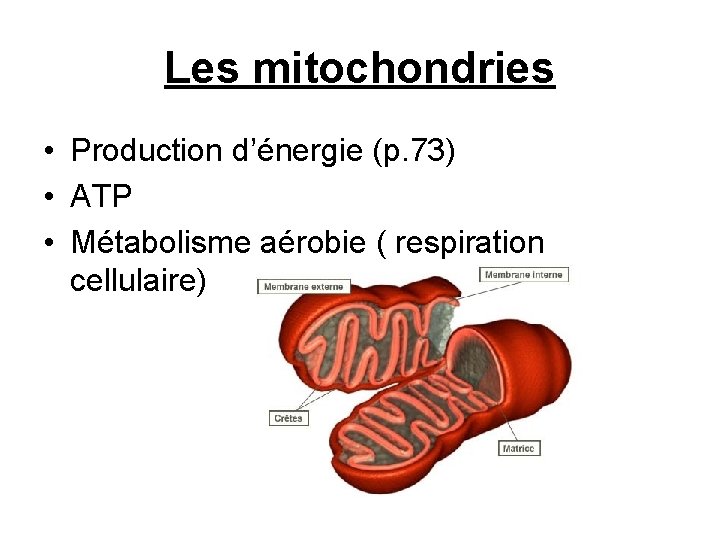 Les cellules et les tissus Chapitre 3 Fin
