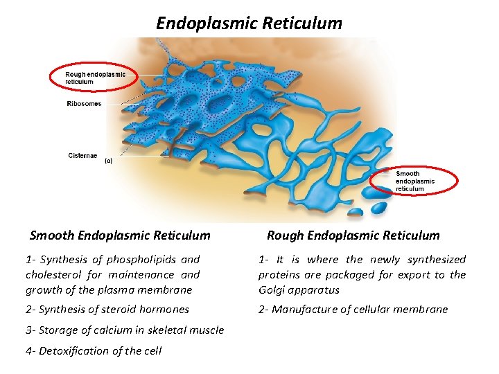 Lecture 9 The Cell Interior Chapter 3 Objectives