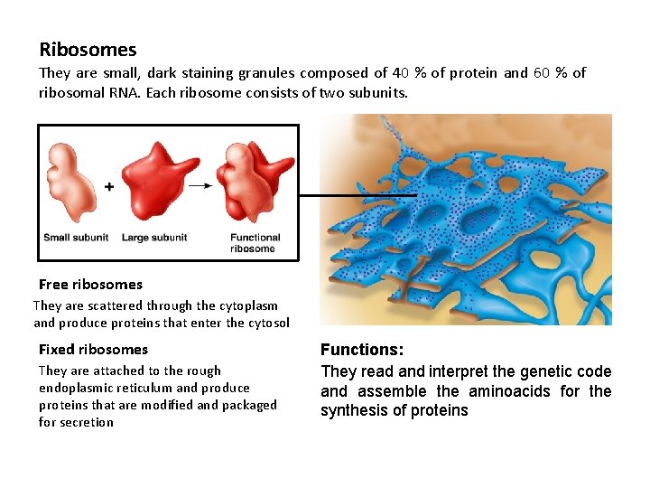 Lecture 9 The Cell Interior Chapter 3 Objectives