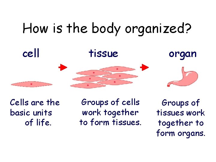 From Cells to Systems Learning Objectives 1 Review