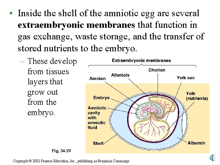 Inside the shell of the amniotic egg are