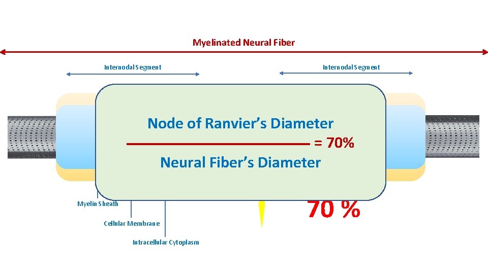 Myelinated Neural Fiber Internodal Segment Node of Ranviers