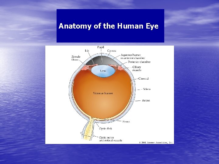Anatomy of the Human Eye Anterior of the