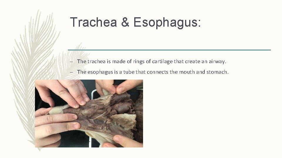 Fetal Pig Dissection Project By Riley Eaton Kayla